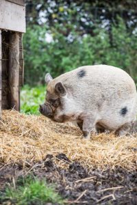 Therapeutic Activities at High Mead Farm in Ferndown, Dorset
