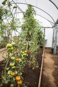 Therapeutic Activities at High Mead Farm in Ferndown, Dorset