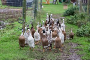 Community Therapy at High Mead Farm